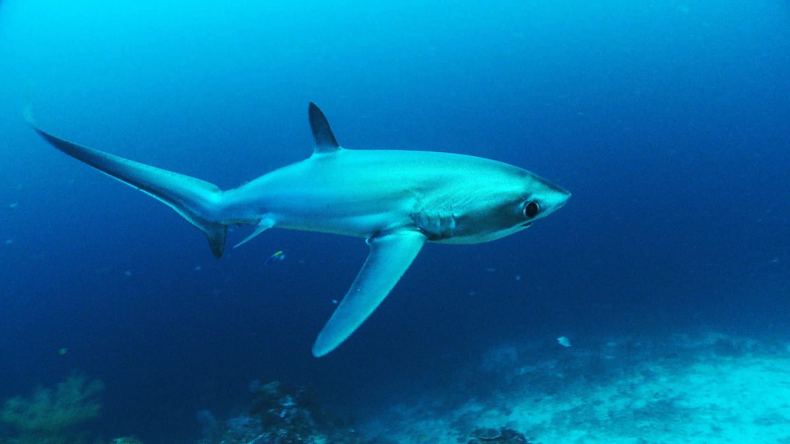 Biology and Habitat of Thresher Sharks - Deep World