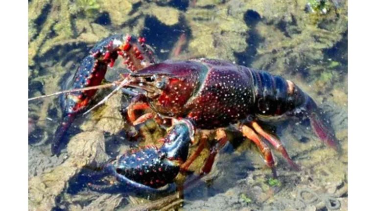 Destructive Path of the Red Swamp Crayfish - Deep World