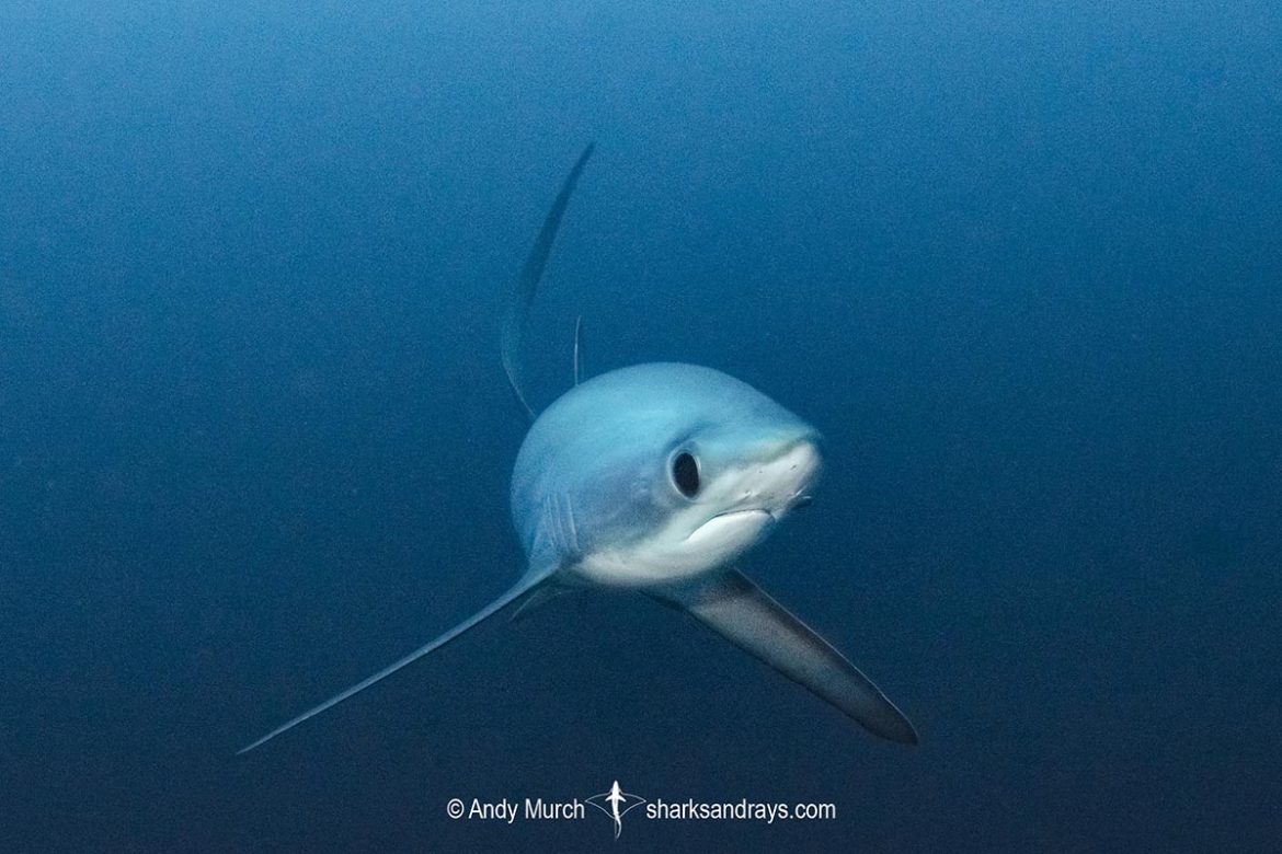 Biology and Habitat of Thresher Sharks - Deep World